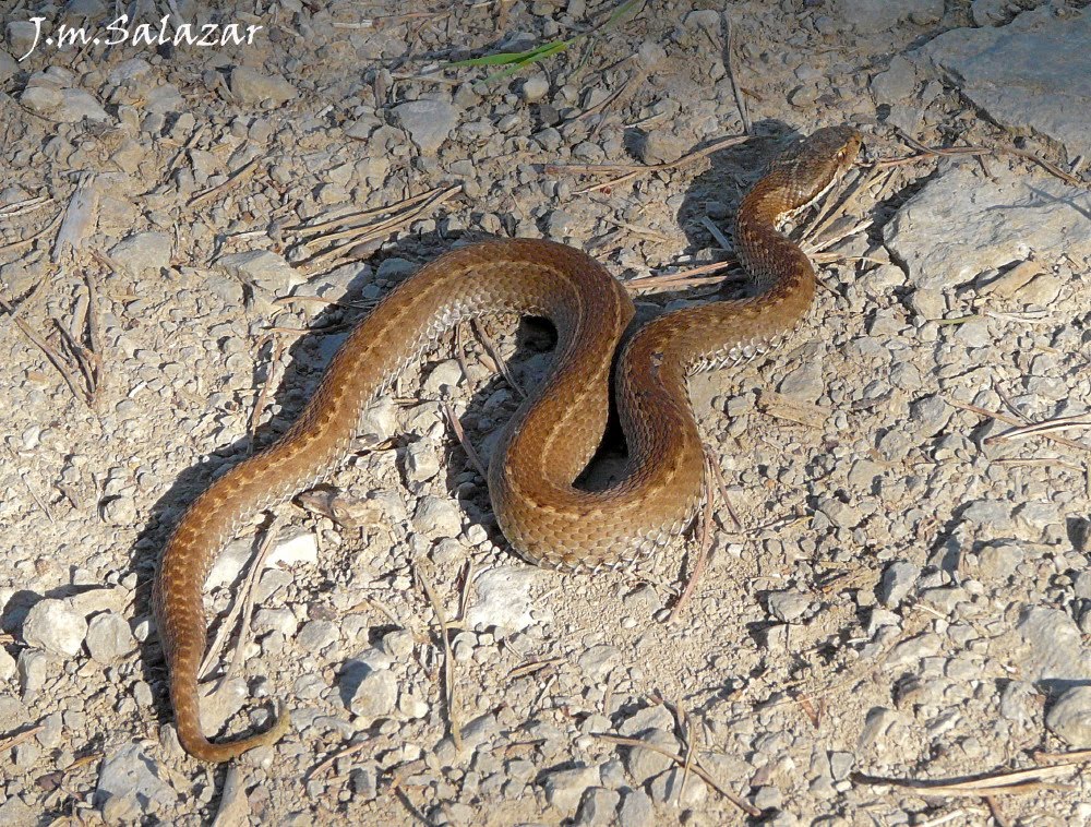 Miradas Cantábricas: Vibora de Seoane en Sierra Salvada