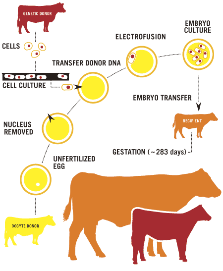 From the Ground Up: Cloning Farm Animals