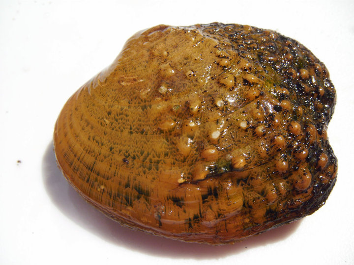 Stream Habitat Management: Stream Experience - Powell River, VA