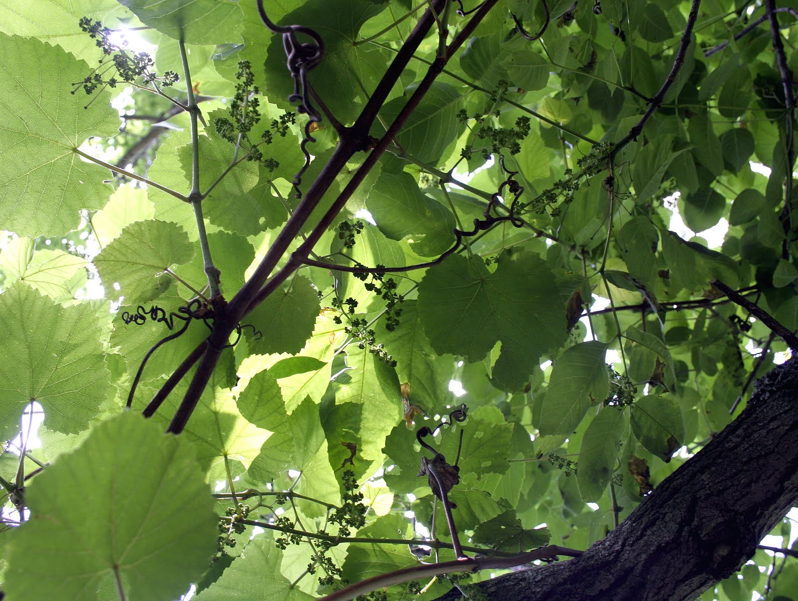 Inside My Secret Garden...Day-to-Day Living at Cairnwood Cottage: Oh ...
