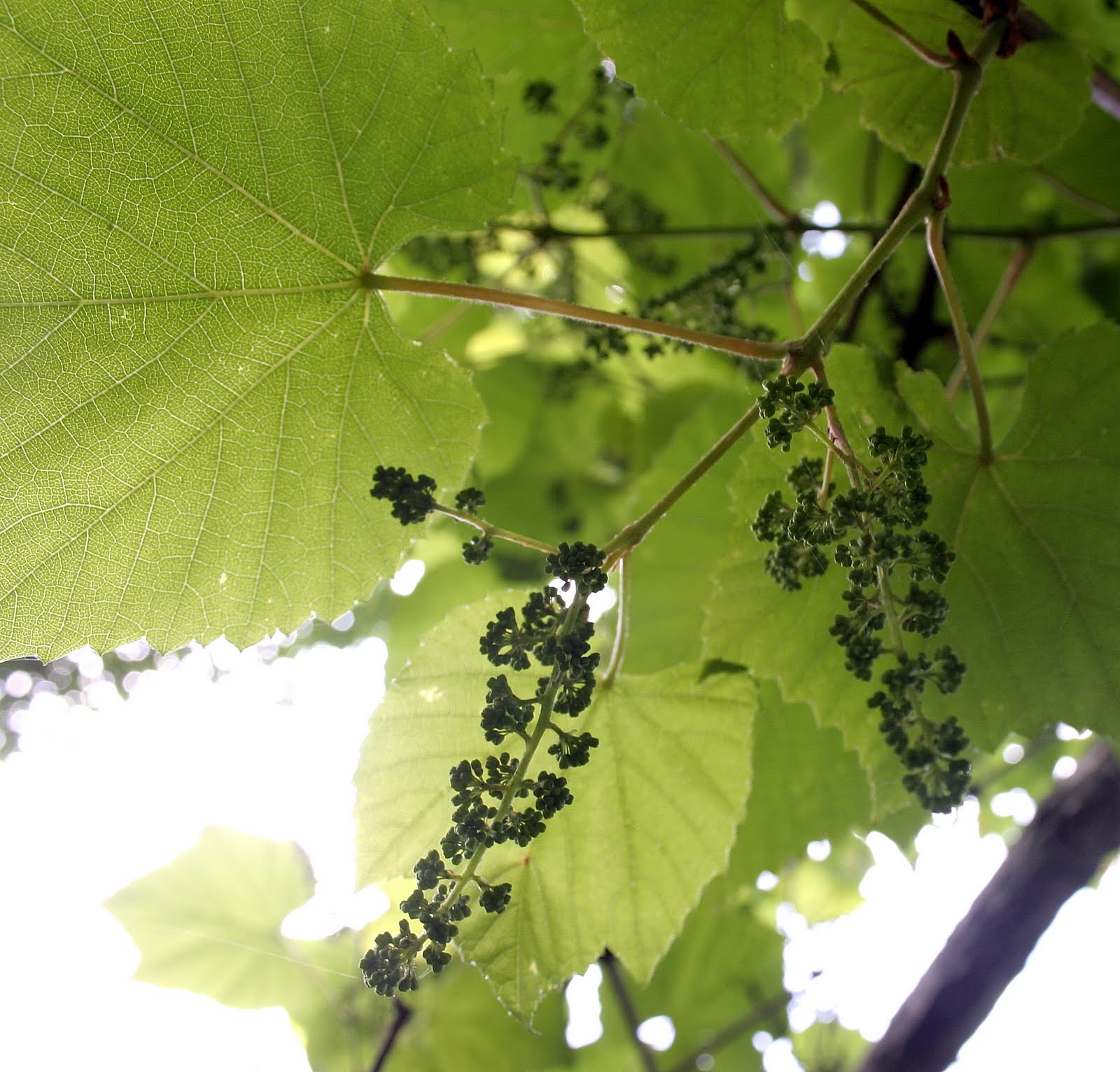 Inside My Secret Garden...Day-to-Day Living at Cairnwood Cottage: Oh ...