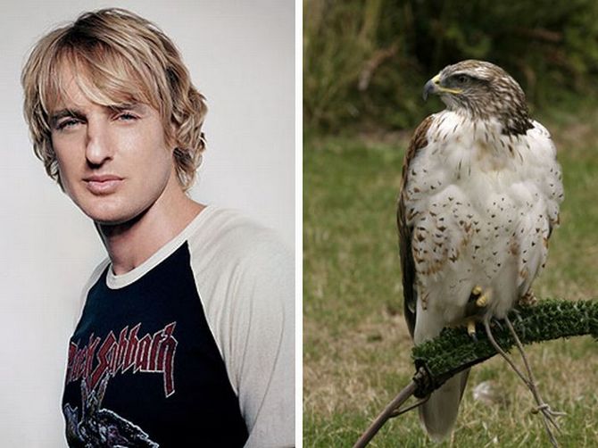 Image Fame: Celebrity looks like animal