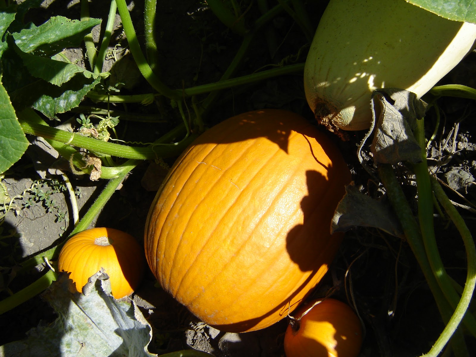 The Pioneer Cookbook: How To Cook With Fresh Pumpkin