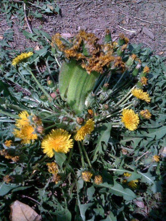 Quigley's Cabinet: Mutant dandelions