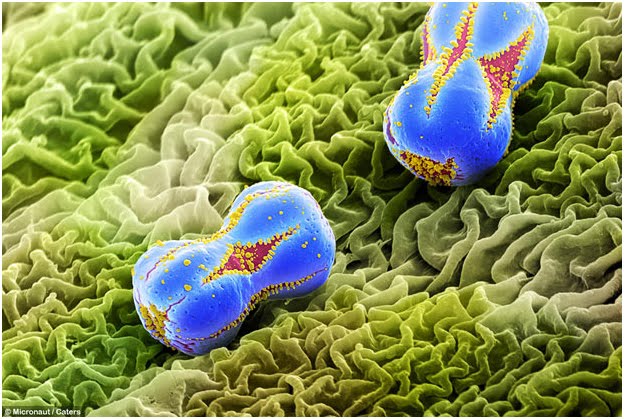 MudBay World Wonders: Ah, Ah, AH - CHOOOOO