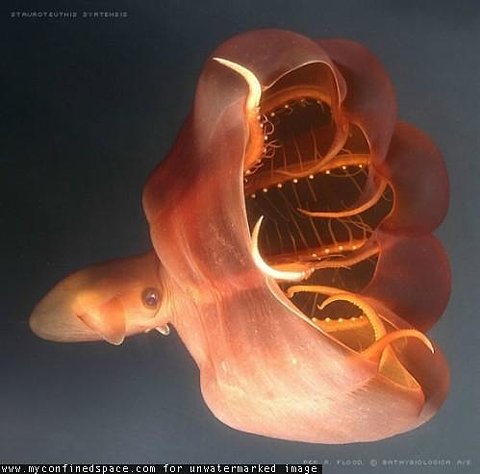 MudBay World Wonders: Vampyroteuthis infernalis