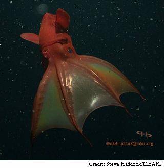 MudBay World Wonders: Vampyroteuthis infernalis