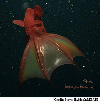 MudBay World Wonders: Vampyroteuthis infernalis