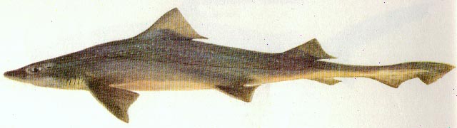 Eating Chilean: May 2010