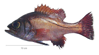 Eating Chilean: Eating Iquique: Seafood and Ají