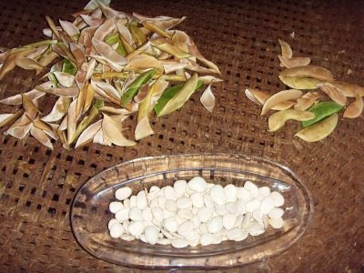 Eating Chilean: Beans – Porotos granados and others