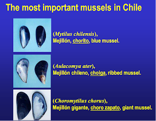 Eating Chilean: Eating Chilean Mussels