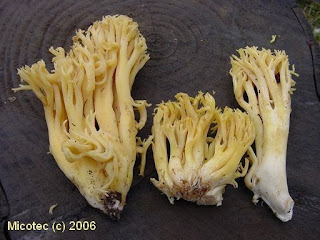 Eating Chilean: Eating Chilean wild mushrooms (hongos silvestres Chilenos)