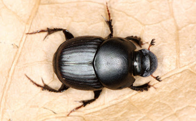 David Rodrigues: O inseto mais forte do mundo