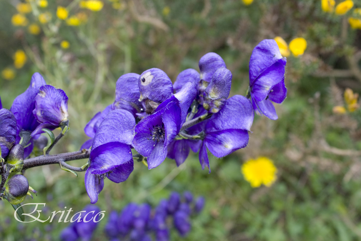 Materia Medica Homeopatica: ACONITINUM (Aconitina)