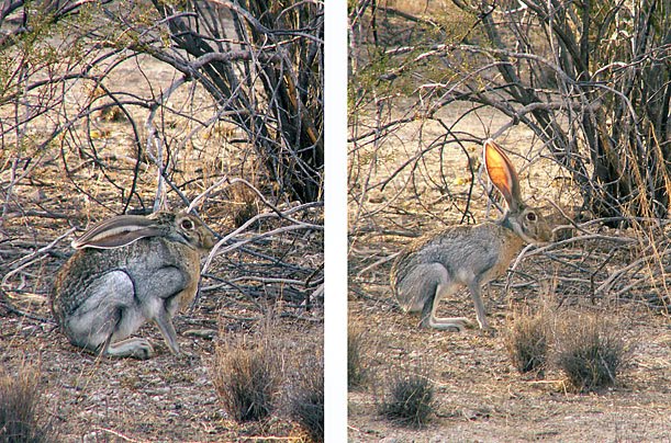 Geology in Motion: Hare Ball!