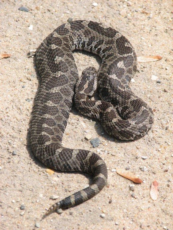 The Oakland Press Blogs: Earth's Almanac: Oakland County's Pit Viper ...
