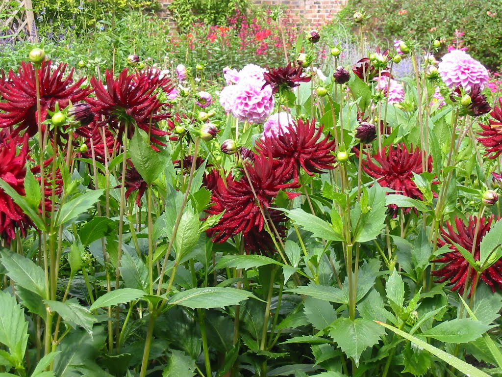 Vicki's Floral Art and Design Work: August 2010