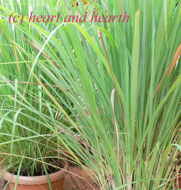 Heart And Hearth Lemongrass Tea
