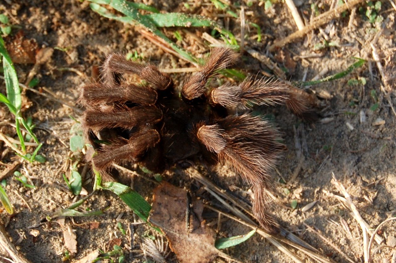 Animals on the Road: Tarantula in Sunol Wilderness, California