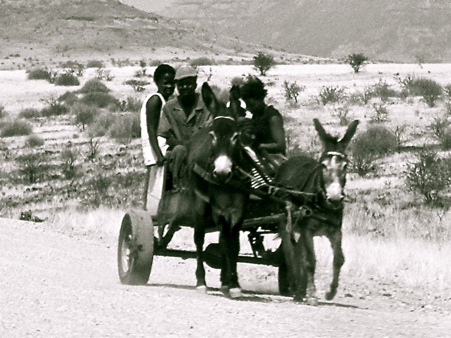 Animals on the Road: Donkey Carriage, Namibia