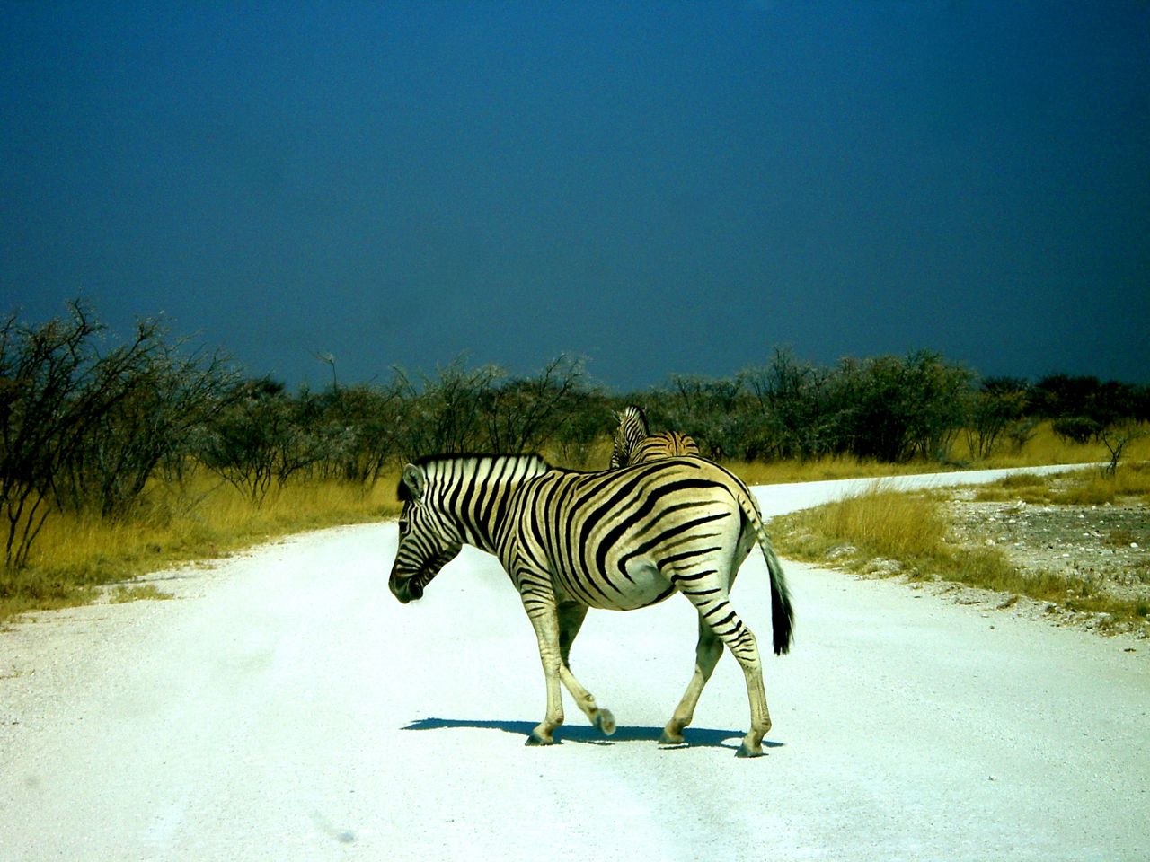 Animals on the Road: Zebras on the Road