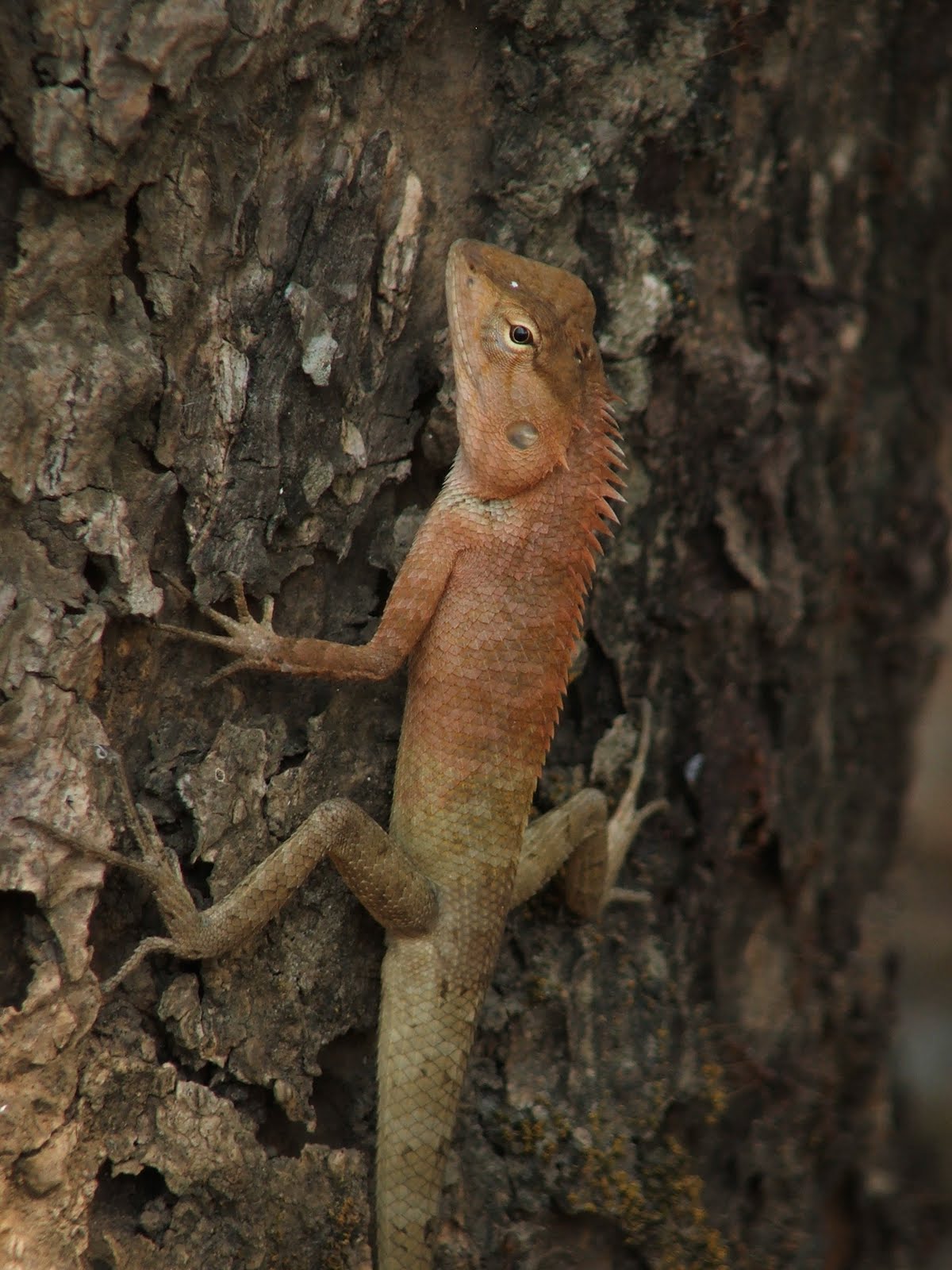 Agamid Lizard of Thailand: Calotes versicolor