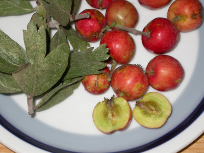 Biodiversidad agropecuaria del Sureste: Acerolo rojo (Cratagus azarolus)
