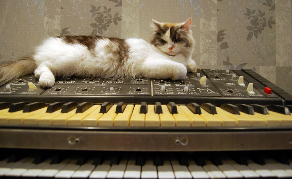 MATRIXSYNTH: Polivoks Synth Cat