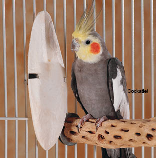 KCPMCGuild: August Kansas City PMC guild - Cuttlebone Textures