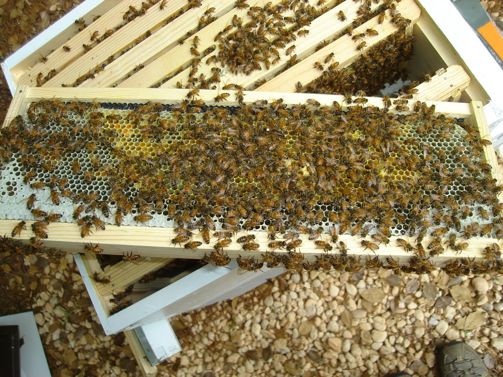 AccoBee: Second Brood Box Added