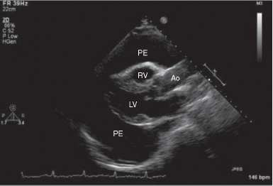 Cardiology secrets: Diagnosis: As works Echocardiography. Practical ...