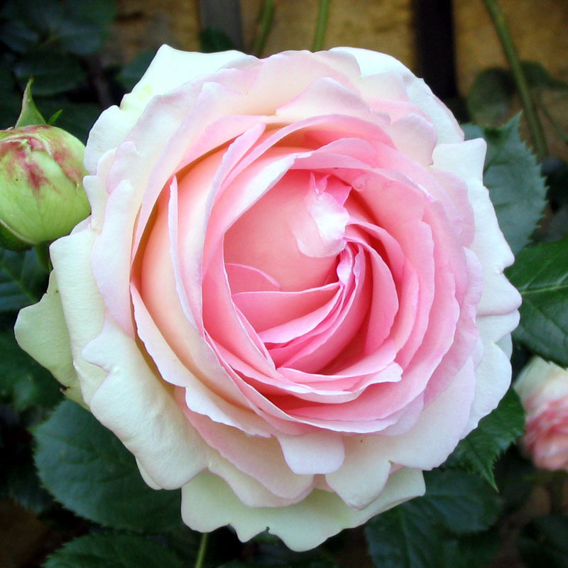 Les Roses d'Aliénor: avril 2010