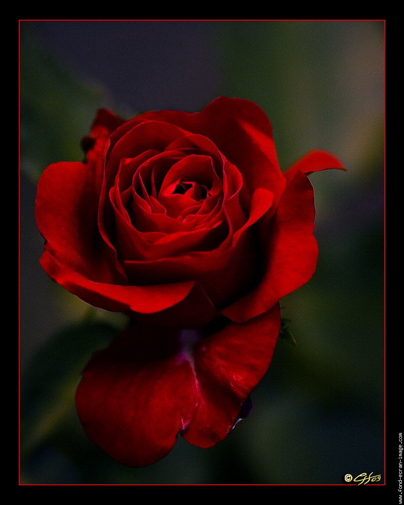 Les Roses d'Aliénor: Roses rouges