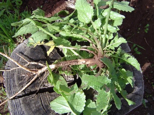 Garden Notes for Relocalisation: Edible weeds