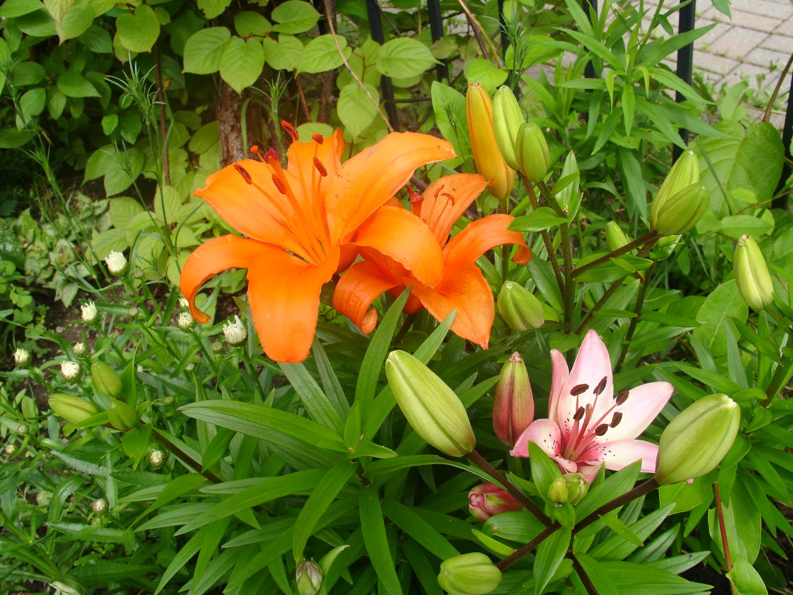 KODU JA KULLATUKID: Juuni lilled aias