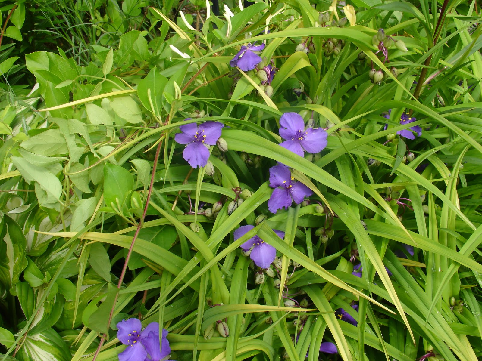 KODU JA KULLATUKID: Juuni lilled aias