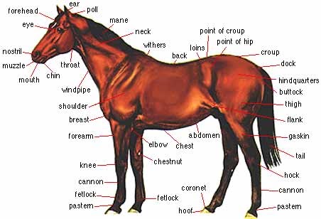 All about horses: Body Parts of the horse!!