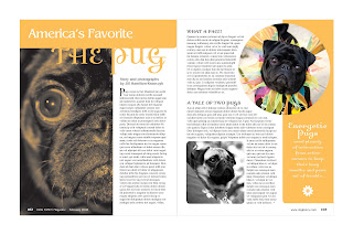 JNHK Graphic Design: Dog Fancy Magazine Redesign