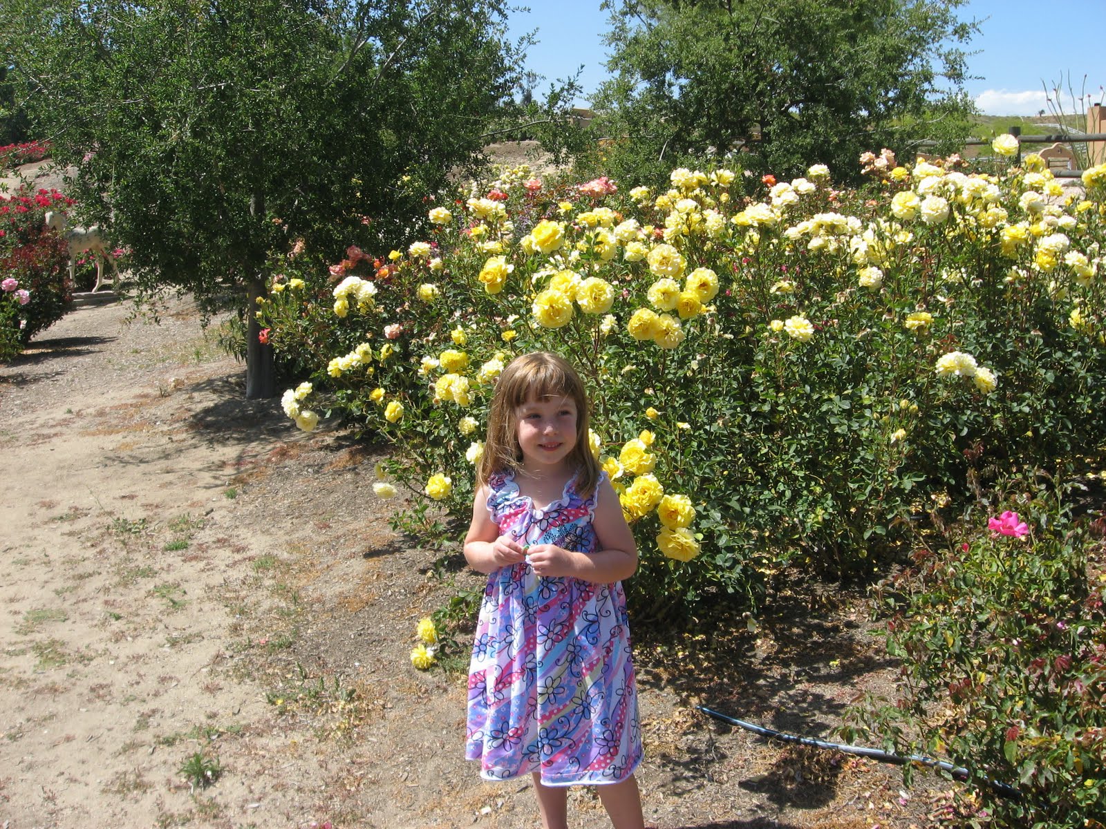 Daily Temecula: Off the Beaten Path: Temecula's Rose Haven Heritage Garden