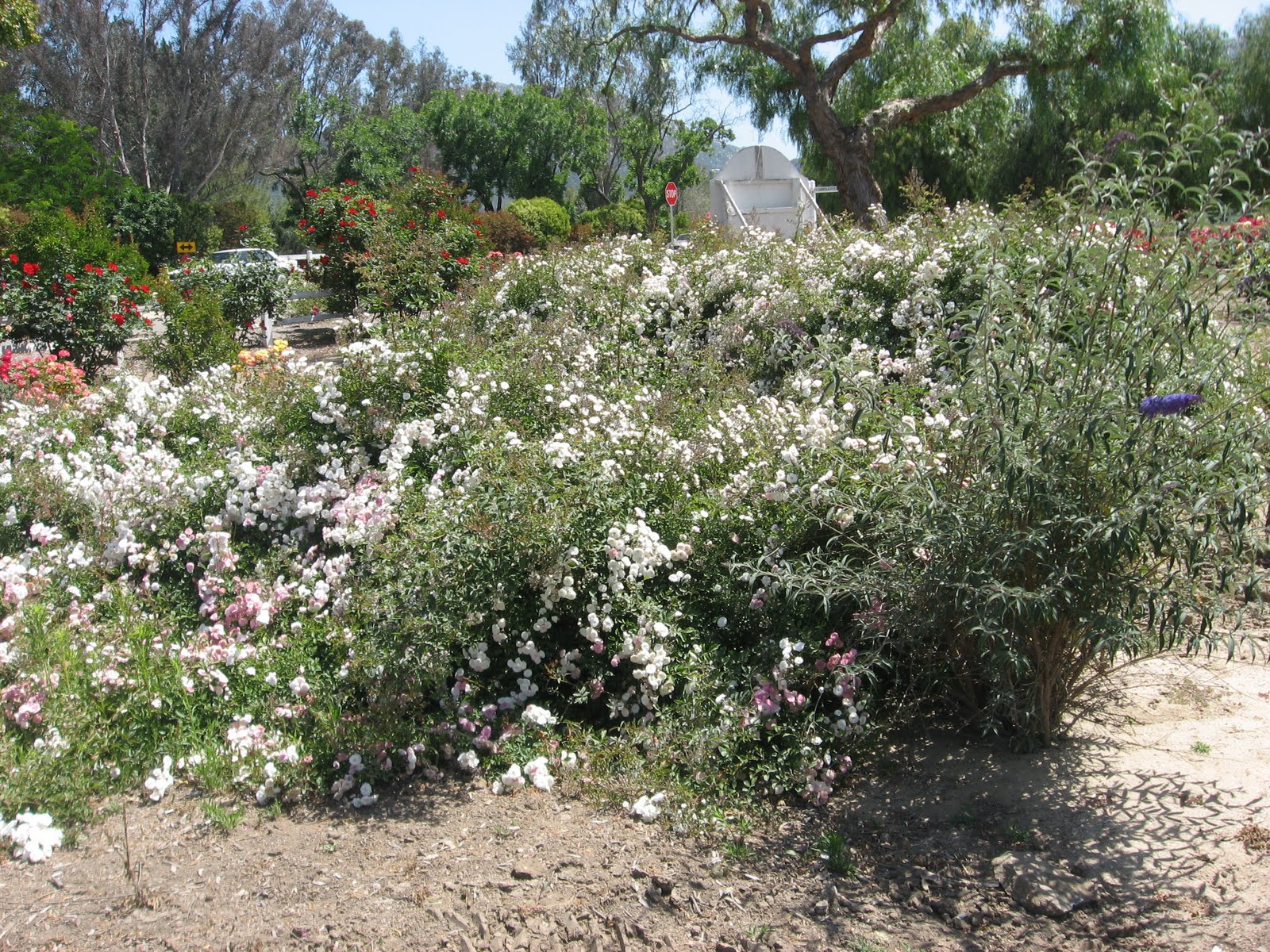 Daily Temecula: Off the Beaten Path: Temecula's Rose Haven Heritage Garden