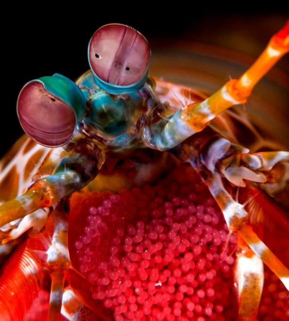 Sueño diario...para tratar de sobrevivir: Gamba mantis: foto ganadora ...