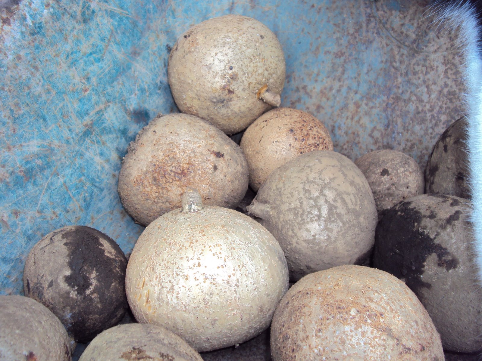 Las Frutas de Paraíso: Mamey Fruit