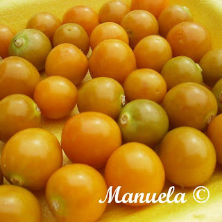 * Delícias e Companhia *: Clafoutis de physalis (ou tomates de capucho)