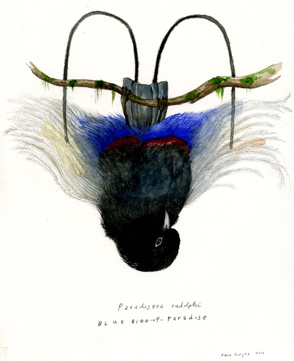 Blue Bird-of-Paradise; Paradisaea rudolphi