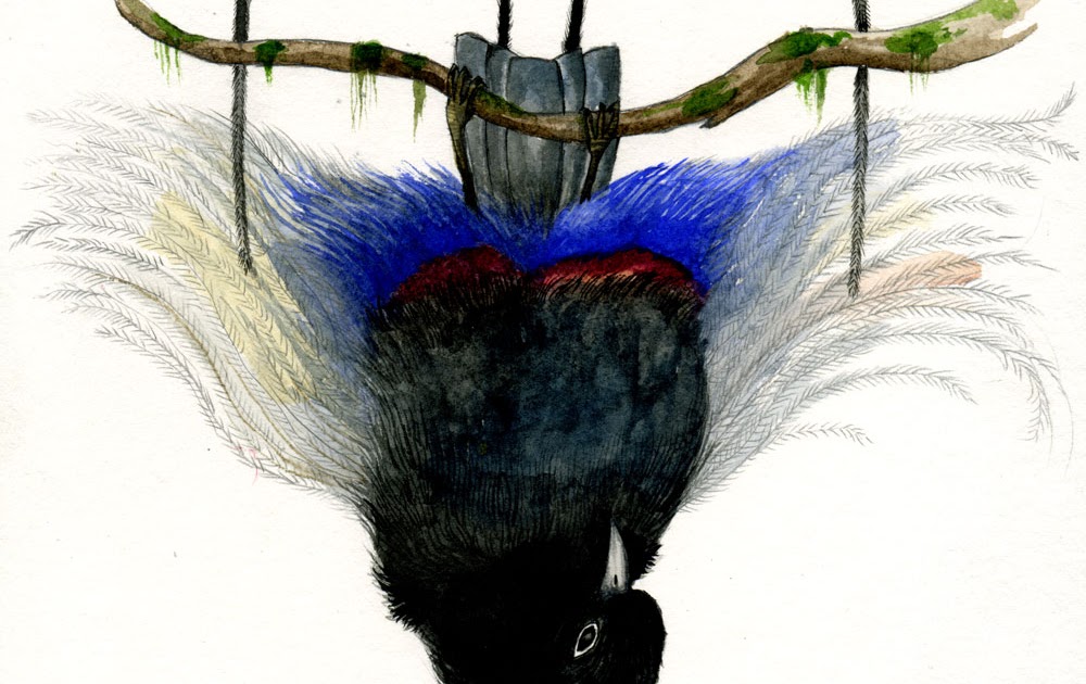 Blue Bird-of-Paradise; Paradisaea rudolphi