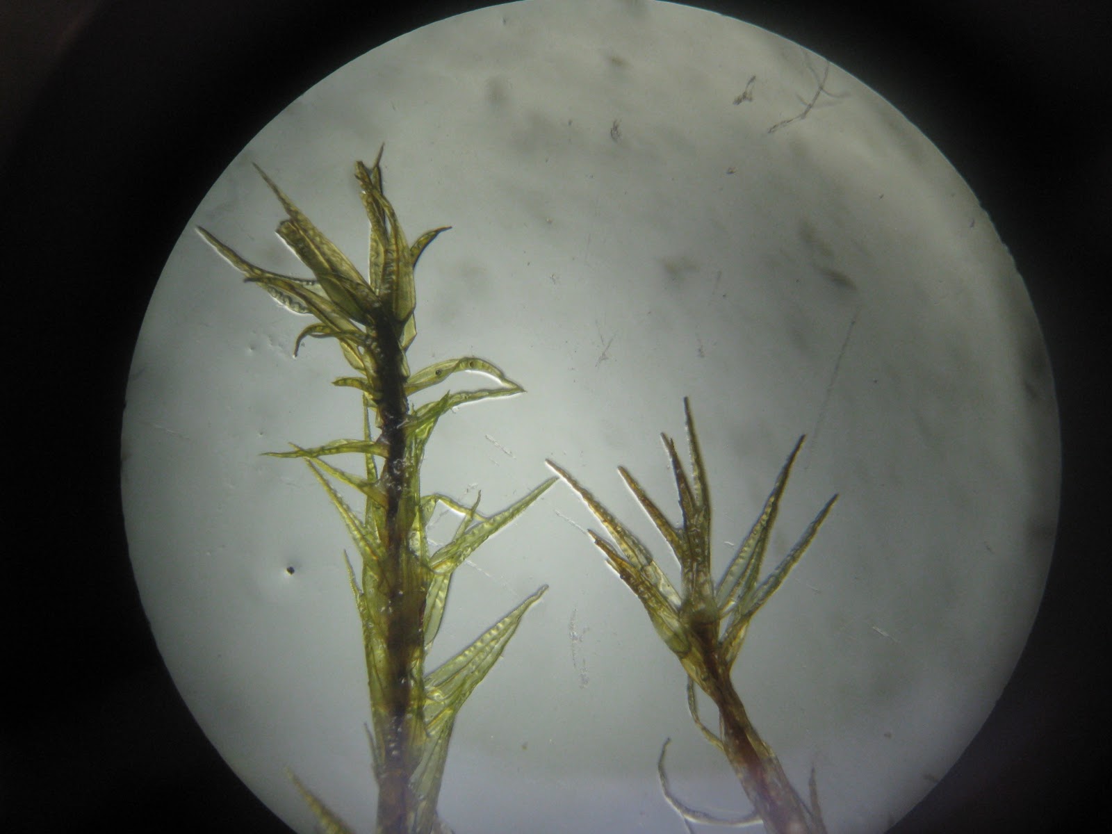 "Seeing The World Through Moss-Colored Glasses": Dicranum undulatum