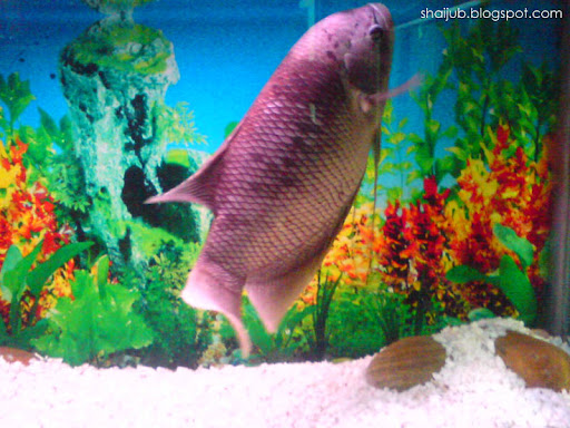 Thenmala Ecotourism - Matsyafed Aquarium | Shai blogs!