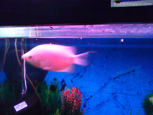 Thenmala Ecotourism - Matsyafed Aquarium | Shai blogs!