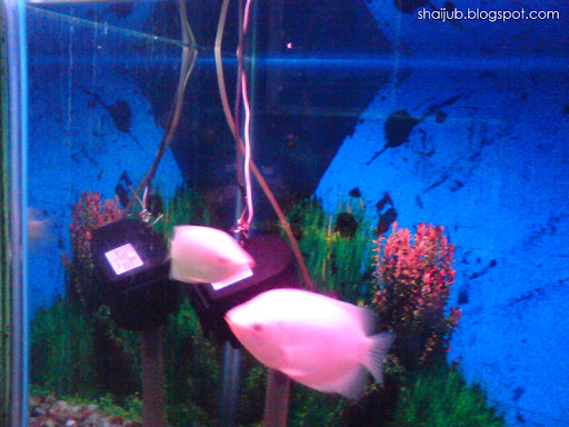 Thenmala Ecotourism - Matsyafed Aquarium | Shai blogs!
